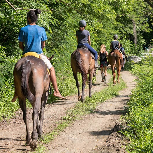 Tobago Horse Riding | Eco Park Inn